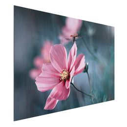 Bilderwelten Alu Dibond Outdoor Bild Blumen rosa Motiv wetterfest - Marienk&auml;fer beim Start - Deko Wohnzimmer Schlafzimmer