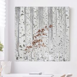 Bilderwelten Leinwandbild Wald Landhaus Kunstdruck weiss - Birken im Herbst - B&auml;ume XXL Wohnzimmer Schlafzimmer