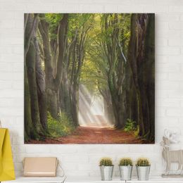 Bilderwelten Leinwandbild - Quadrat Herrlicher Tag im Wald