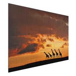 Bilderwelten Alu Dibond Outdoor Bild Tiere orange Fotomontage wetterfest - F&uuml;nf Giraffen - africa Wohnzimmer Schlafzimmer