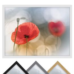 Blumen Bild mit Rahmen Mohnblumen am Morgen