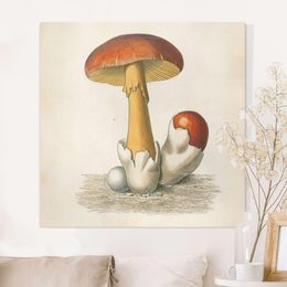 Bilderwelten Leinwandbild Franz&ouml;sische Pilze