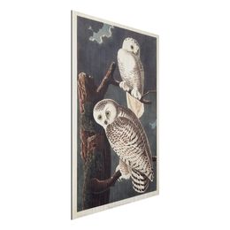 Bilderwelten Alu Dibond Outdoor Bild Tiere weiss Vintage wetterfest - Vintage Lehrtafel Schneeeule - Retro Wohnzimmer Schlafzimmer