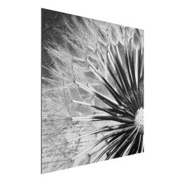 Bilderwelten Alu Dibond Outdoor Bild Blumen schwarz weiss Vintage wetterfest - Pusteblume Schwarz & Wei&szlig; - Pusteblume Wohnzimmer Schlafzimmer