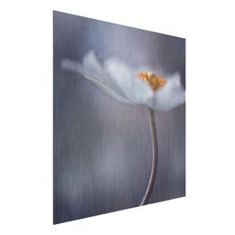 Bilderwelten Alu Dibond Outdoor Bild Blumen violett Motiv wetterfest - Wei&szlig;e Anemonenbl&uuml;te - Deko Wohnzimmer Schlafzimmer