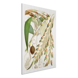 Bilderwelten Alu-Dibond Outdoor Bild Vintage Illustration Tropische Bl&uuml;ten III