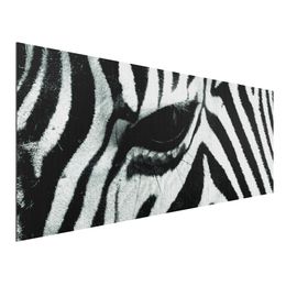 Bilderwelten Alu Dibond Outdoor Bild Tiere einzigartig modern wetterfest - Zebra Crossing No.2 - Deko Wohnzimmer Schlafzimmer