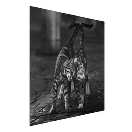 Bilderwelten Alu Dibond Outdoor Bild Tiere schwarz weiss Motiv wetterfest - K&auml;tzchenfreundschaft - Katze Wohnzimmer Schlafzimmer