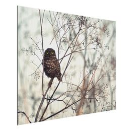 Bilderwelten Alu Dibond Outdoor Bild Tiere beige Motiv wetterfest - Eule im Winter - Eule Wohnzimmer Schlafzimmer