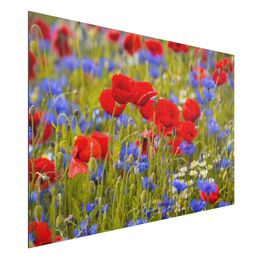 Bilderwelten Alu Dibond Outdoor Bild Blumen rot Motiv wetterfest - Sommerwiese mit Mohn und Kornblumen - Mohn Wohnzimmer Schlafzimmer
