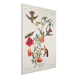 Bilderwelten Alu-Dibond Outdoor Bild Vintage Lehrtafel Mango Kolibris