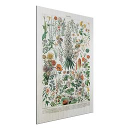 Bilderwelten Alu-Dibond Outdoor Bild Vintage Lehrtafel Blumen I
