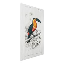 Alu Dibond Outdoor Bild - Vintage Lehrtafel Tukan Schwarz Gelb - Tiere gelb Vintage wetterfest Retro Wohnzimmer Schlafzimmer
