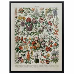 Bilderwelten Leinwandbild Vintage Lehrtafel Blumen II