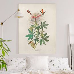 Bilderwelten Leinwandbild Vintage Lehrtafel Allenkolibris Leinwanddruck Vintage - Tropisch,Tiere - V&ouml;gel,Botanik - Blume Wandbild Wohnzimmer