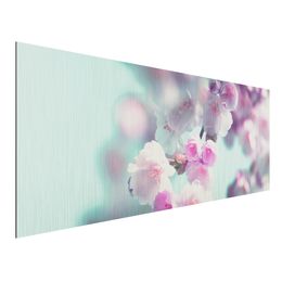 Alu Dibond Outdoor Bild - Farbenfrohe Kirschbl&uuml;ten - Blumen rosa Motiv wetterfest Kirschbl&uuml;te Wohnzimmer Schlafzimmer