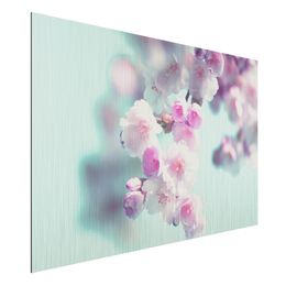 Alu Dibond Outdoor Bild - Farbenfrohe Kirschbl&uuml;ten - Blumen rosa Motiv wetterfest Kirschbl&uuml;te Wohnzimmer Schlafzimmer