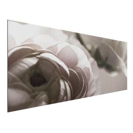 Alu Dibond Outdoor Bild - Dunkle Bl&uuml;te im Fokus - beige Motiv wetterfest Rose Wohnzimmer Schlafzimmer