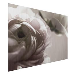 Bilderwelten Alu Dibond Outdoor Bild beige Motiv wetterfest - Dunkle Bl&uuml;te im Fokus - Rose Wohnzimmer Schlafzimmer