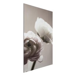 Alu Dibond Outdoor Bild - Dunkle Bl&uuml;te im Fokus - beige Motiv wetterfest Rose Wohnzimmer Schlafzimmer