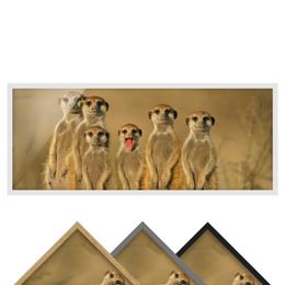 Bilderwelten Bild mit Rahmen Tiere einzigartig Motiv inkl. Rahmung - Meerkat Family - Deko Wohnzimmer Schlafzimmer