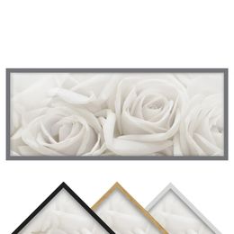 Bilderwelten Bild mit Rahmen - Panorama Wei&szlig;e Rosen