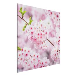 Alu Dibond Outdoor Bild - Japanische Kirschbl&uuml;ten - Blumen rosa Motiv wetterfest Kirschbl&uuml;te Wohnzimmer Schlafzimmer