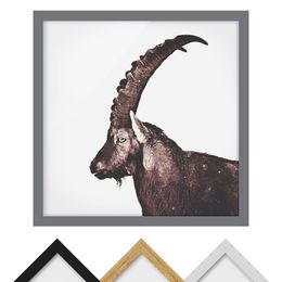 Bilderwelten Bild mit Rahmen Steinbock im Schnee