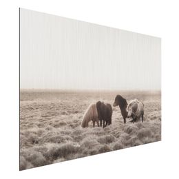 Bilderwelten Alu Dibond Outdoor Bild Tiere braun Motiv wetterfest - Island Wildpferde - Pferde Wohnzimmer Schlafzimmer