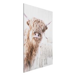 Bilderwelten Alu Dibond Outdoor Bild Tiere beige Motiv wetterfest - Hochlandrind Karlo - Deko Wohnzimmer Schlafzimmer