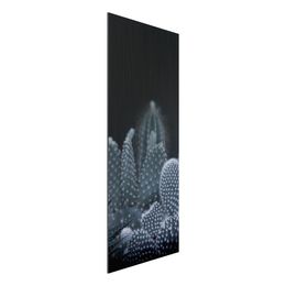 Alu Dibond Outdoor Bild - Kakteenfamilie bei Nacht - schwarz Motiv wetterfest Deko Wohnzimmer Schlafzimmer