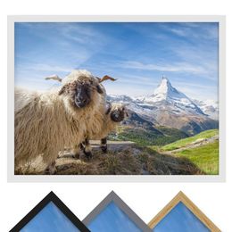 Bild mit Rahmen Schwarznasenschafe von Zermatt
