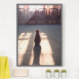 Bilderwelten Bild mit Rahmen Katze im Schein
