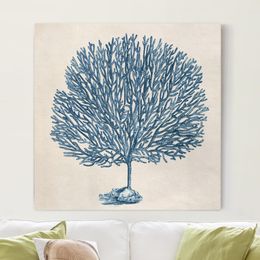 Bilderwelten Leinwandbild Strand Illustration Kunstdruck beige - Meereskorallen Studie I - Pflanzen XXL Wohnzimmer Schlafzimmer