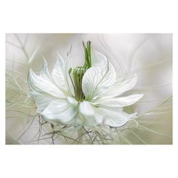 Bilderwelten Fototapete Wei&szlig;e Nigella