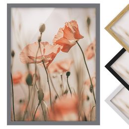 Bilderwelten Bild mit Rahmen Mohnbl&uuml;ten im Sommerwind