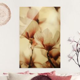 Bilderwelten Glasbild Blumen Motiv rosa Glas Wandbild - Zarte Magnolienbl&uuml;ten im Lichtspiel - Deko Wohnzimmer Schlafzimmer