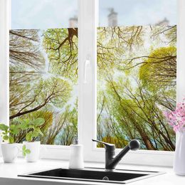 Fensterfolie Blick in Baumkronen