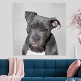 Bilderwelten Leinwandbild Tiere Motiv Kunstdruck schwarz weiss - Pitbull Pelle - Hund XXL Kinderzimmer Baby M&auml;dchen Jungen