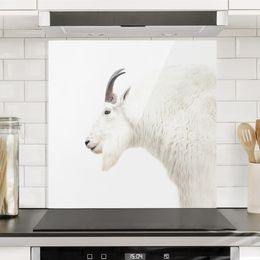 Bilderwelten Glas Spritzschutz Motiv weiss Tiere - Wei&szlig;e Bergziege - Deko K&uuml;chenr&uuml;ckwand aus Glas
