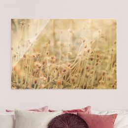 Bilderwelten Glasbild Blumen Landhaus beige Glas Wandbild - Strahlende Blumenwiese - Blumenwiese Wohnzimmer Schlafzimmer