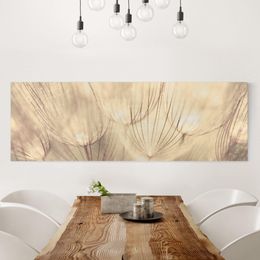 Bilderwelten Leinwandbild - Panorama Pusteblumen Nahaufnahme in wohnlicher Sepia T&ouml;nung
