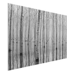 Bilderwelten Alu Dibond Outdoor Bild Wald schwarz weiss Motiv wetterfest - Birken im November - B&auml;ume Wohnzimmer Schlafzimmer
