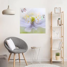 Bilderwelten Glasbild Blumen modern weiss Glas Wandbild - Anemonen Sch&ouml;nheit - Deko Wohnzimmer Schlafzimmer