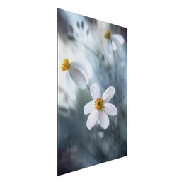 Bilderwelten Alu Dibond Outdoor Bild Blumen blau Motiv wetterfest - Kosmeen in Pastell - Deko Wohnzimmer Schlafzimmer