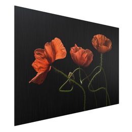 Bilderwelten Alu Dibond Outdoor Bild Blumen rot Motiv wetterfest - Mohnblumen um Mitternacht - Mohn Wohnzimmer Schlafzimmer