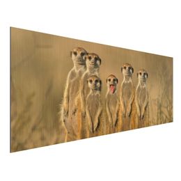 Bilderwelten Alu Dibond Outdoor Bild Tiere einzigartig modern wetterfest - Meerkat Family Panorama - Deko Wohnzimmer Schlafzimmer