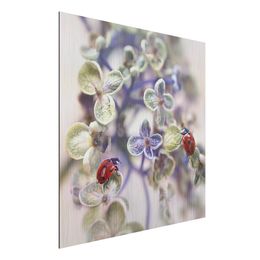 Alu-Dibond Blumen Marienk&auml;fer im Garten