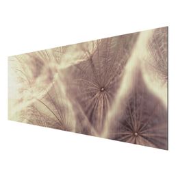 Bilderwelten Alu Dibond Outdoor Bild Blumen beige Vintage wetterfest - Detailreiche Pusteblumen Makroaufnahme mit Vintage Blur Effekt - Pusteblume Wohnzimmer