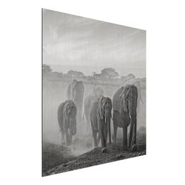 Bilderwelten Alu Dibond Outdoor Bild Natur schwarz weiss modern wetterfest - Elefantenherde - Landschaft Wohnzimmer Schlafzimmer